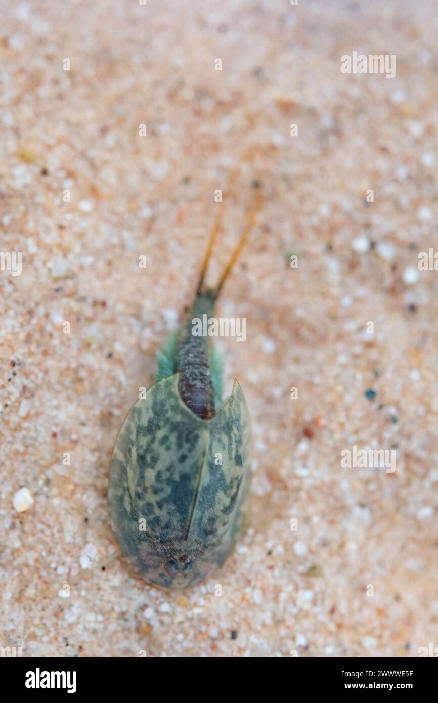 Tadpole shrimp hi-res stock photography and images - Alamy
