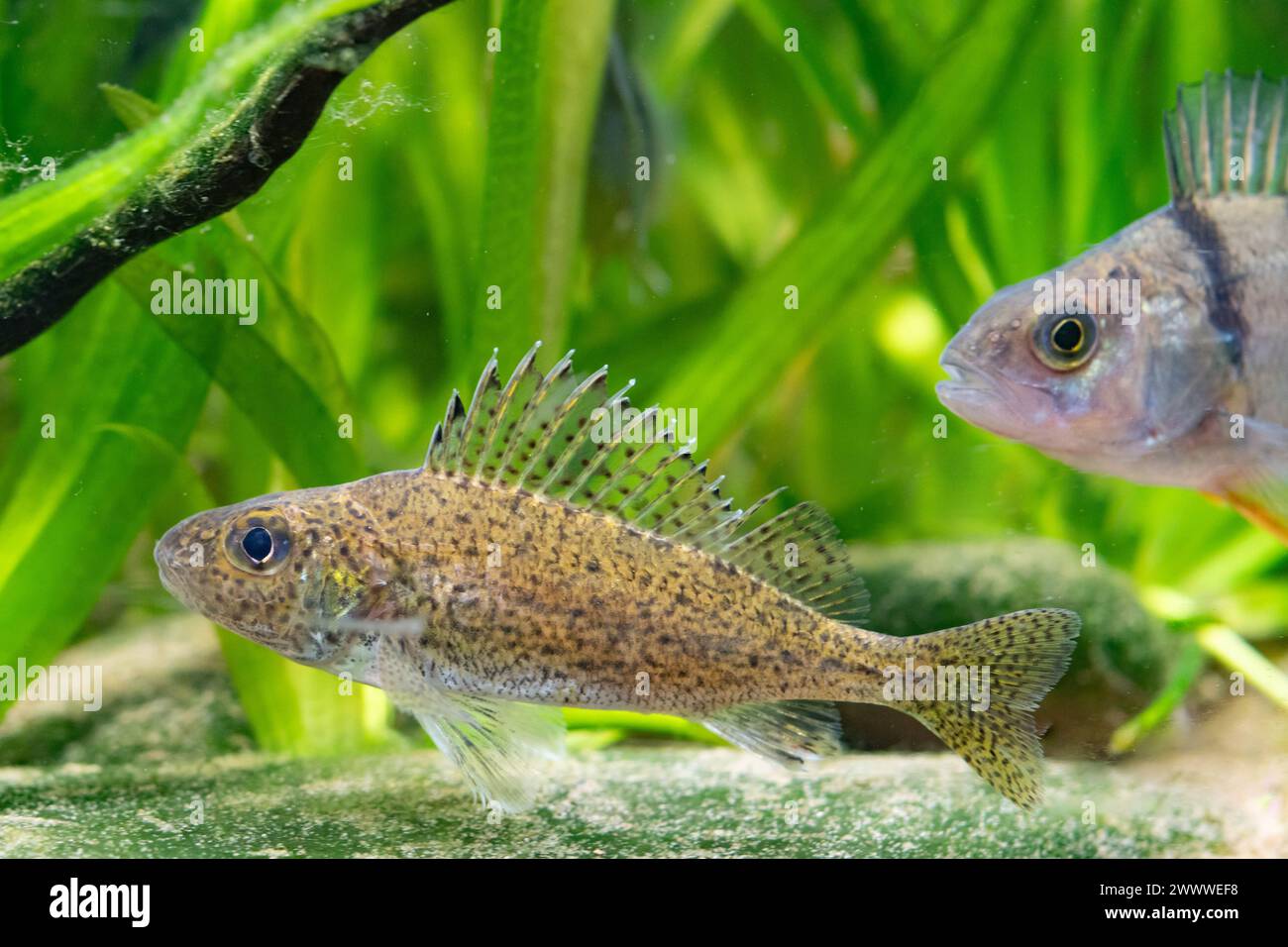 Ruffe hi-res stock photography and images - Alamy