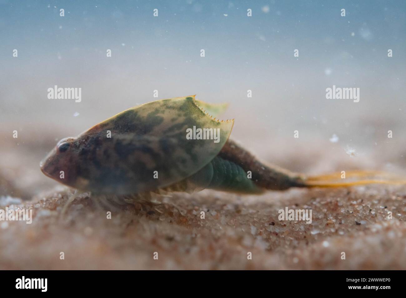 triops the tadpole shrimp Stock Photo - Alamy