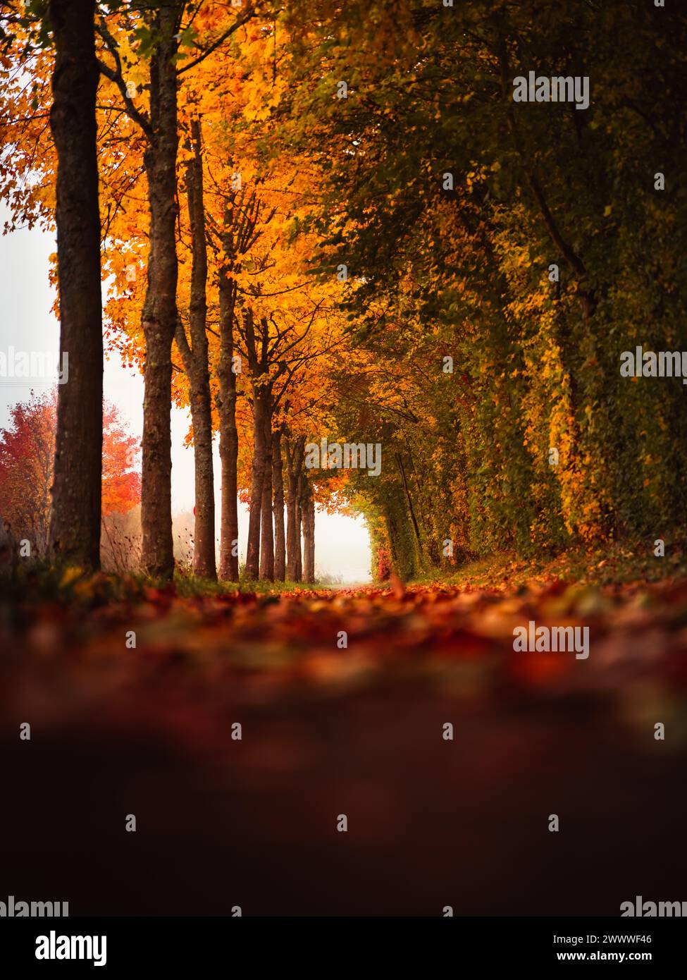 Trees with yellow and green leaves lining a path in the fall with ...