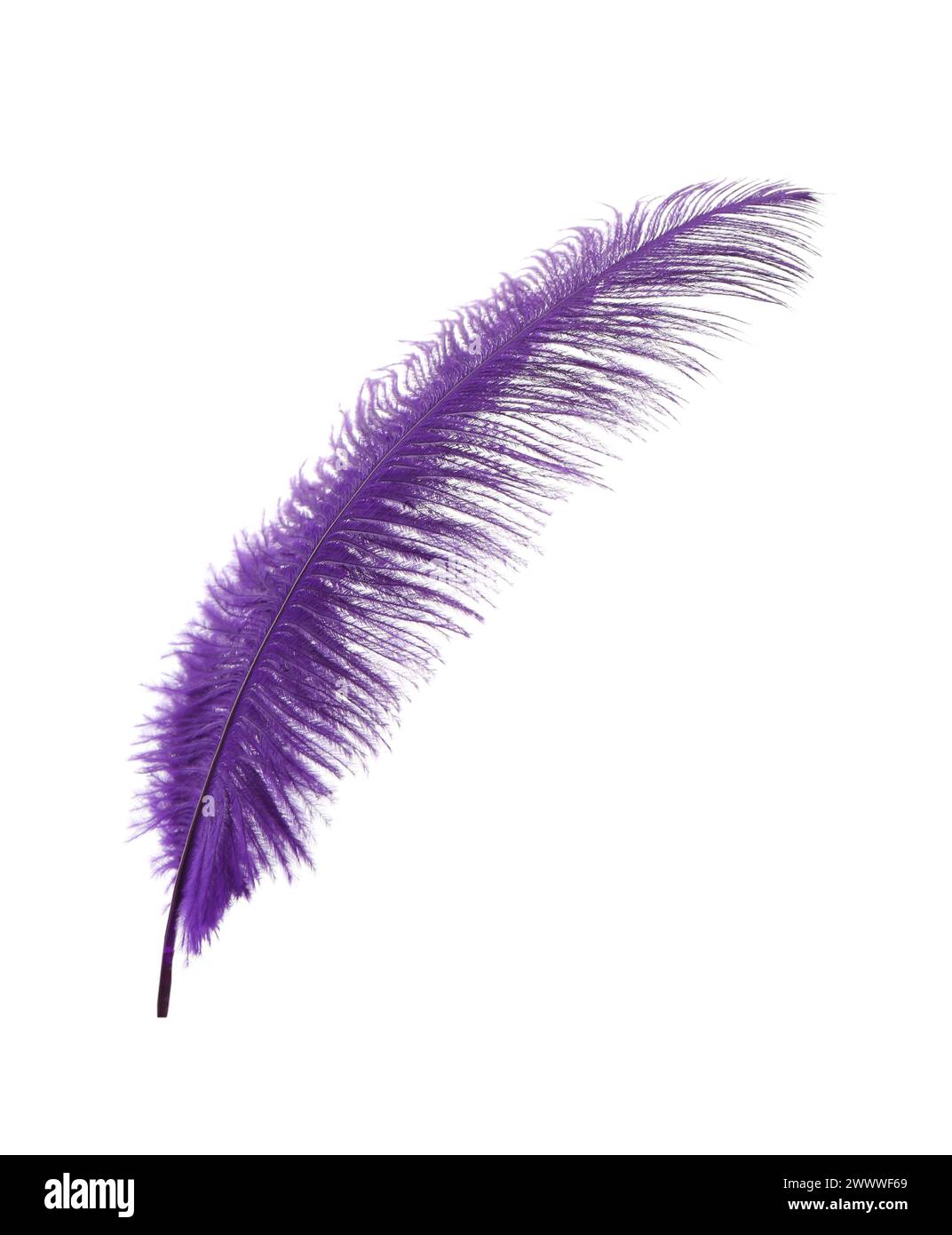 Beautiful delicate violet feather isolated on white Stock Photo - Alamy
