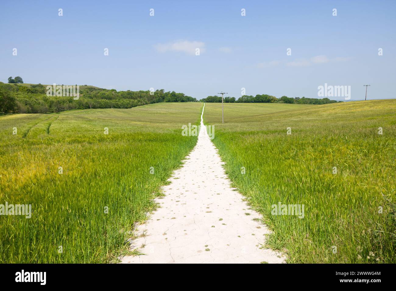 White chalk footpath through a field in English countryside. Chiltern ...