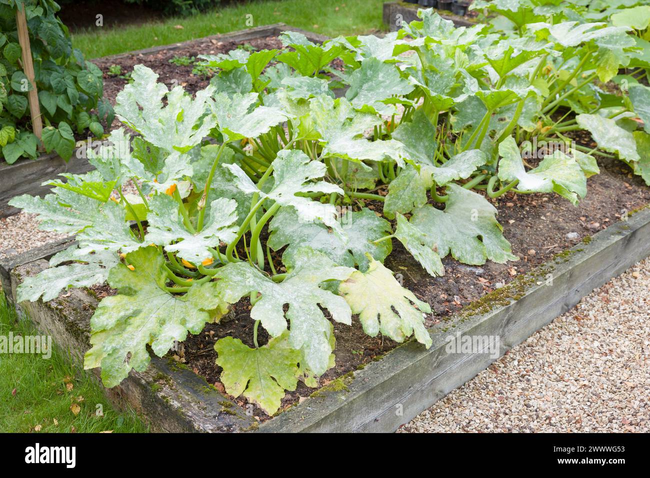 Diseases of garden plants hi-res stock photography and images - Alamy