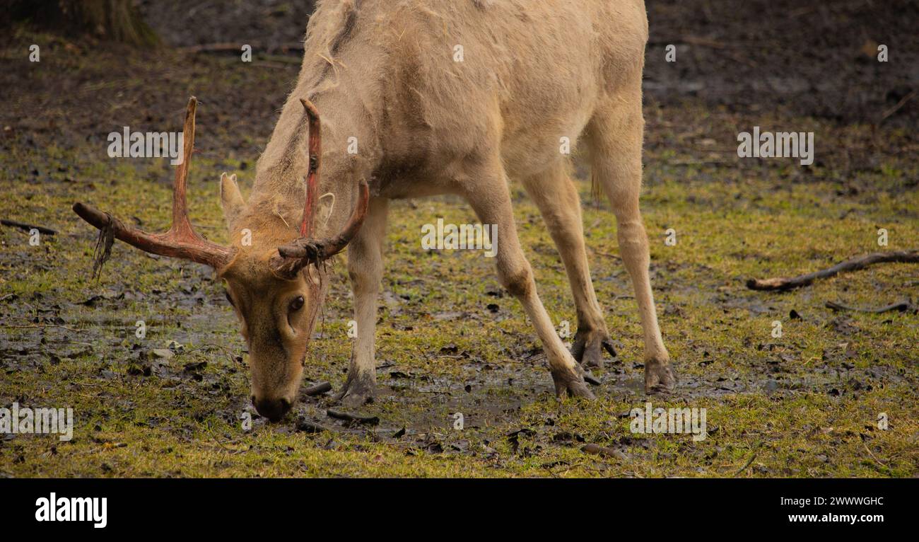 Pere David's deer (Elaphurus davidianus), also known as the milu Stock ...