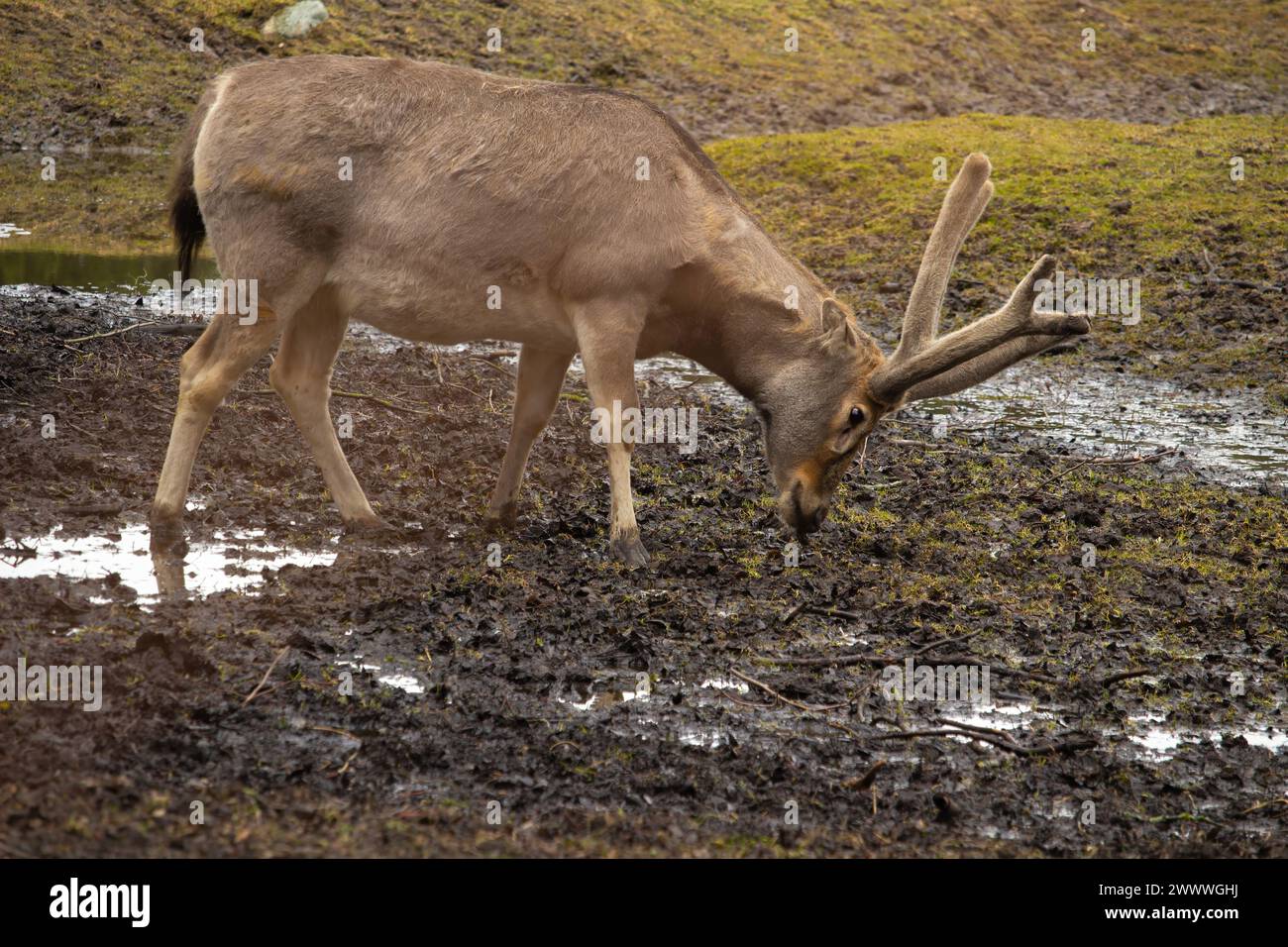 One david deer hi-res stock photography and images - Alamy