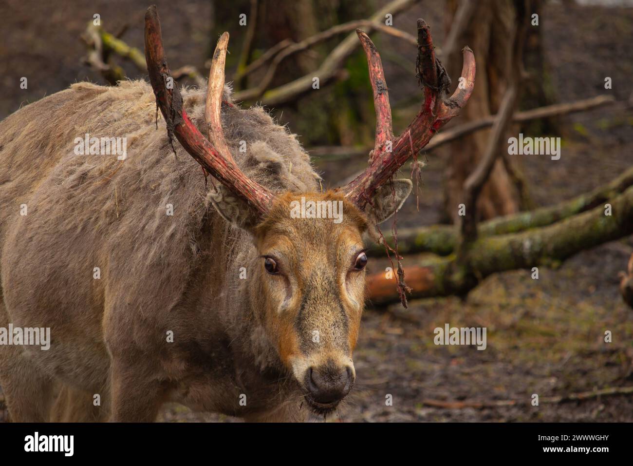 Pere David's deer (Elaphurus davidianus), also known as the milu. horns ...