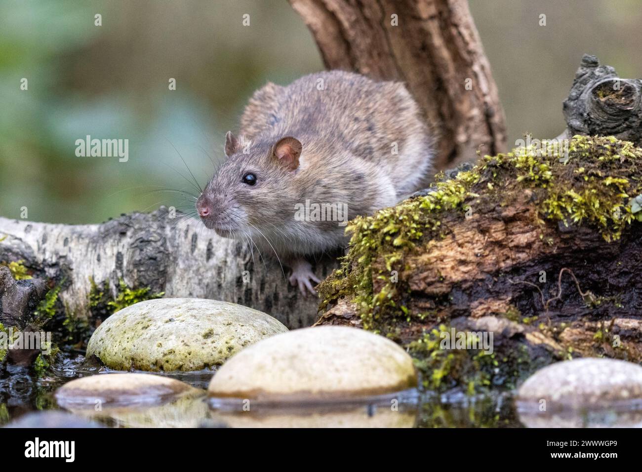 Rat nose whiskers hi-res stock photography and images - Alamy