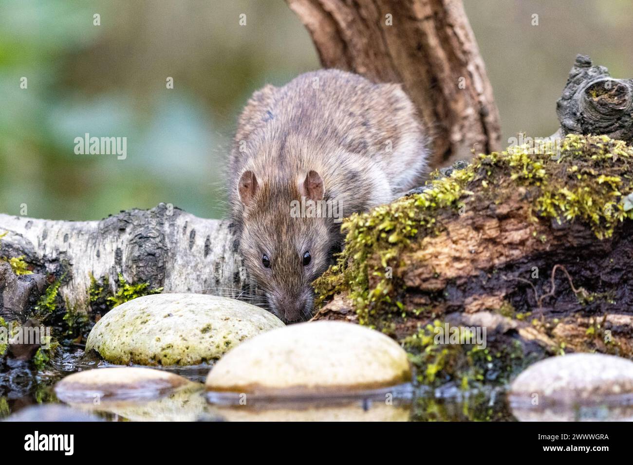 Rodents of british isles hi-res stock photography and images - Alamy