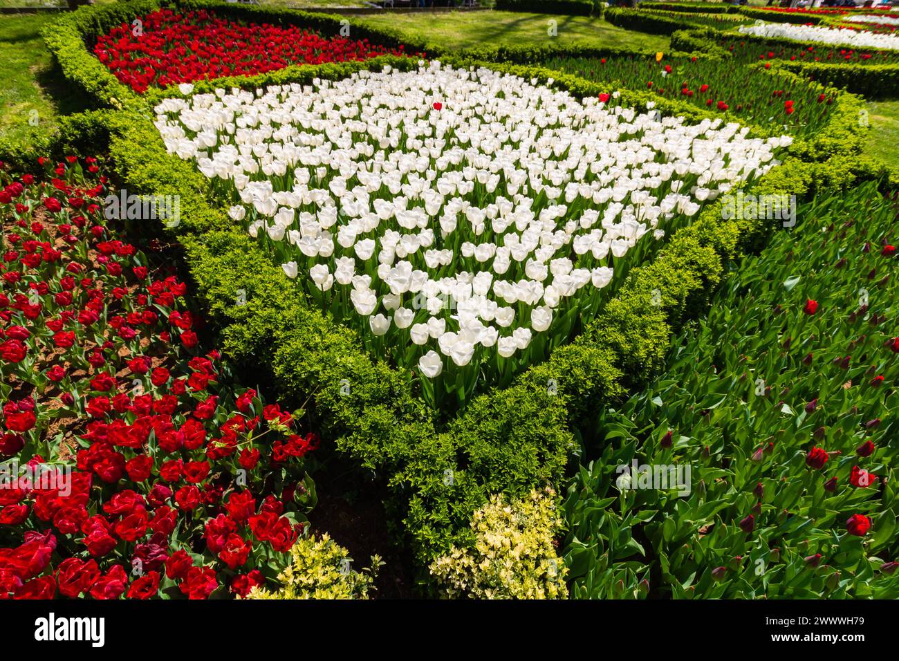 High angle view of tulip beds in a park. spring flowers background ...