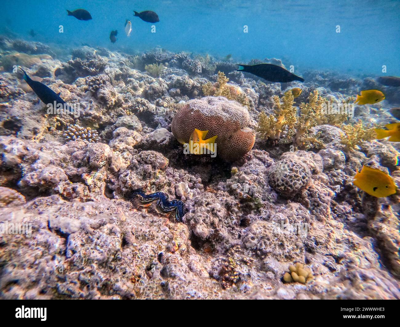 Tropical Sulphur damsel known as Pomacentrus sulfureus underwater at ...