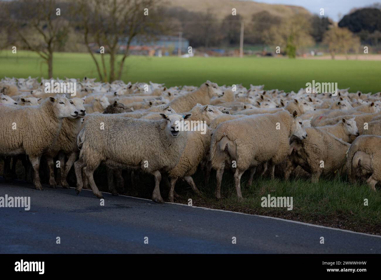 Sheep walking roadside hi-res stock photography and images - Alamy