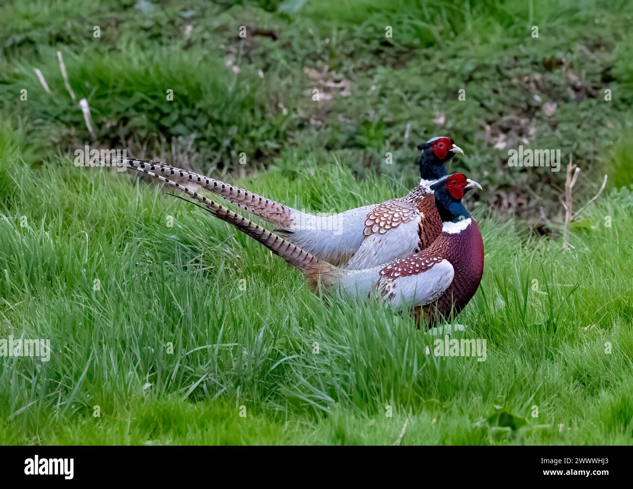 Male and female pheasants hi-res stock photography and images - Alamy