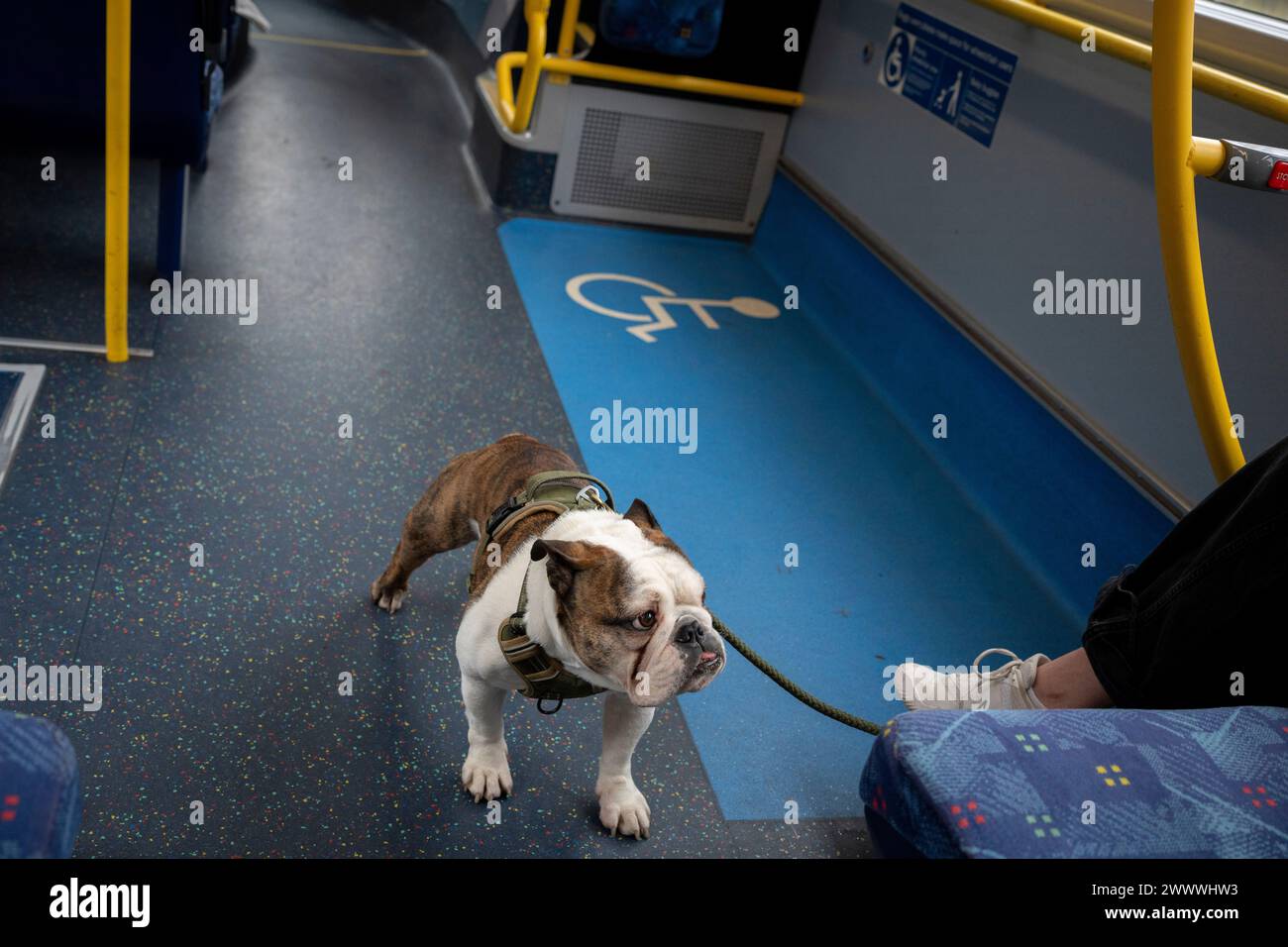 A british bulldog travels on the floor of a quiet daytime south London ...