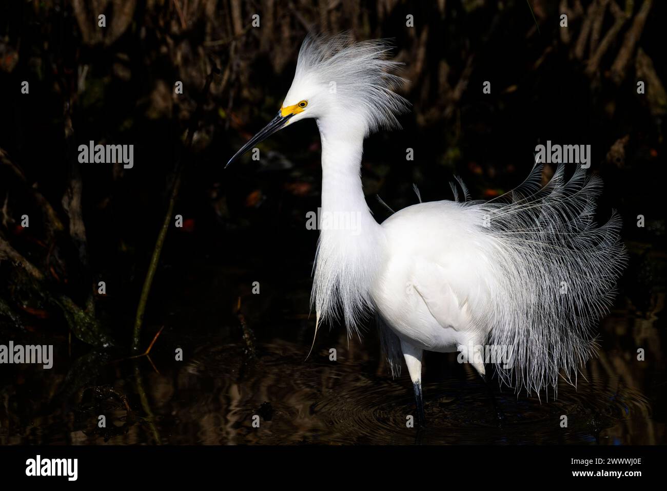 Snowy egret (Egretta thula) with breeding plumage displaying at ...