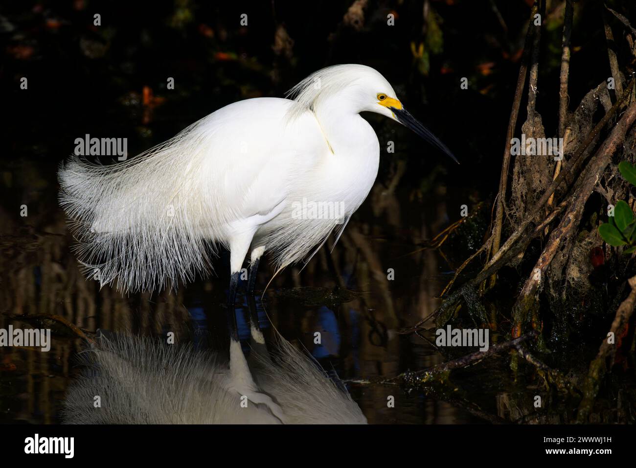 Snowy egret (Egretta thula) with breeding plumage foraging at mangrove ...