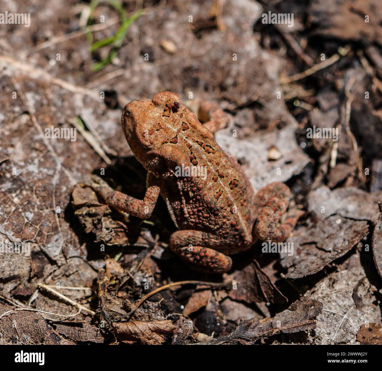 A macro close-up of a tiny toad Stock Photo - Alamy