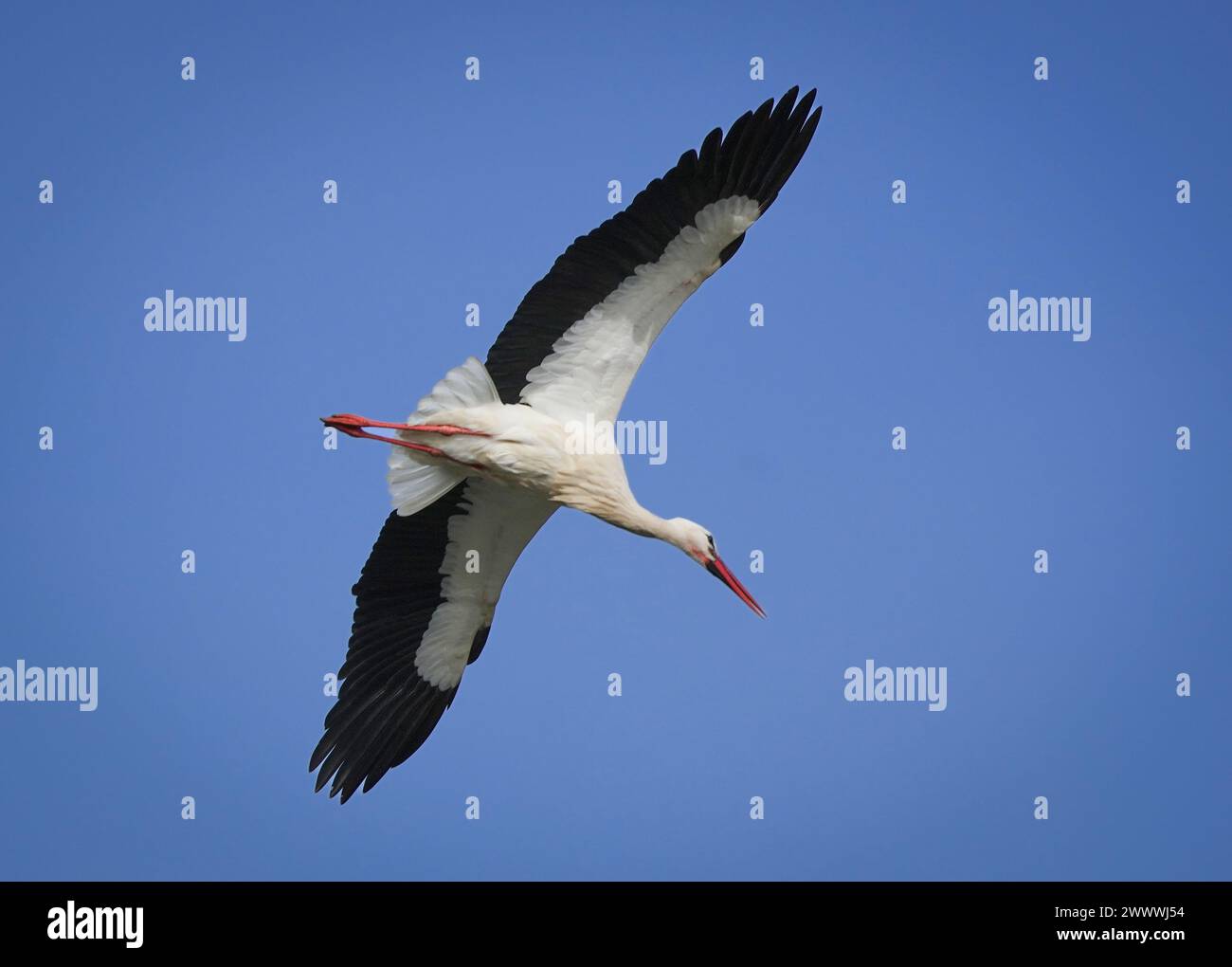 26 March 2024, Brandenburg, Fehrbellin/Ot Linum: A stork flies to its ...