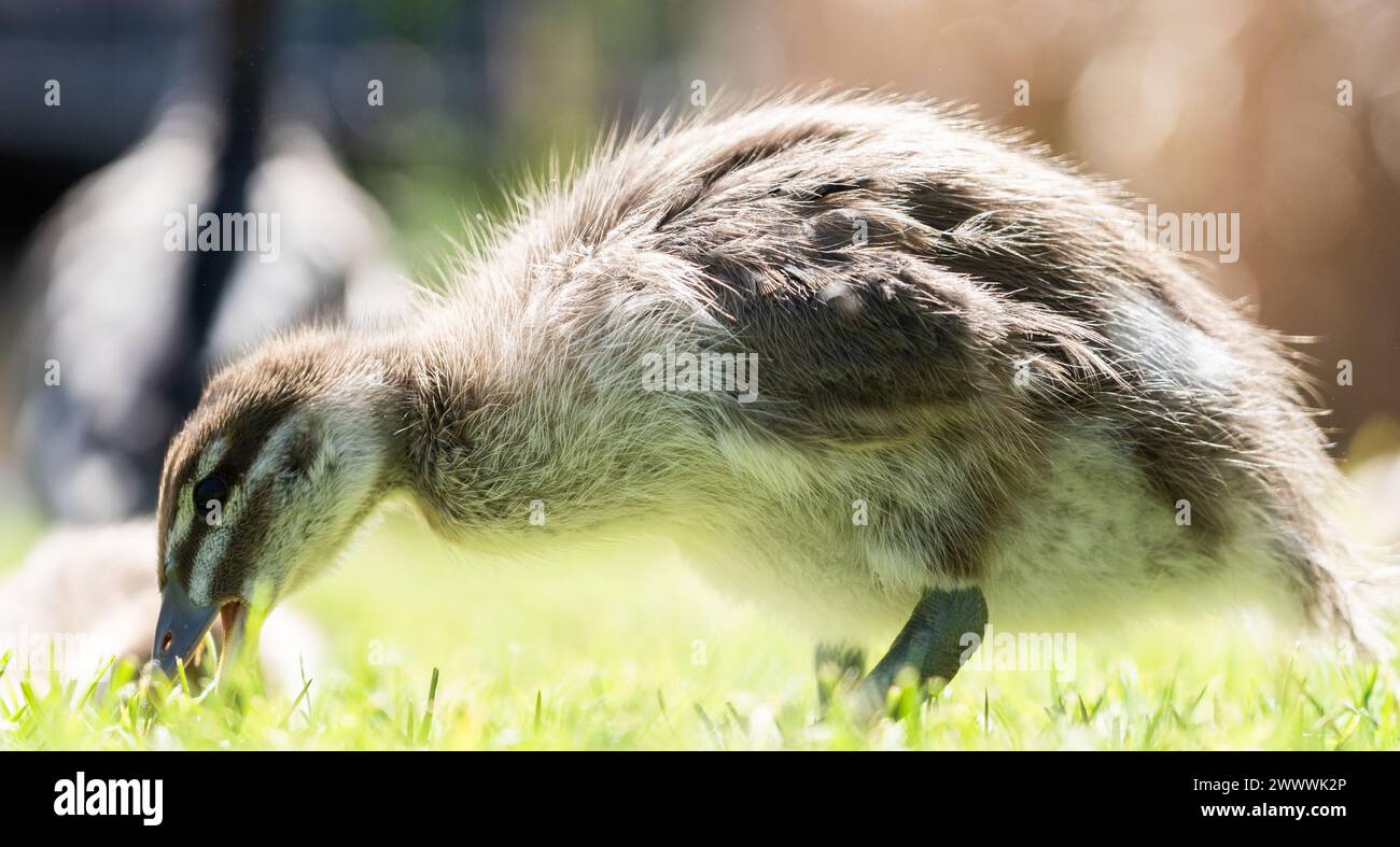 Adult bird feeding on the ground hi-res stock photography and images ...
