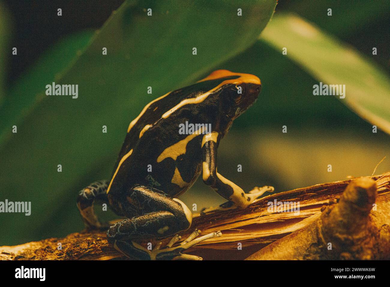 Amazon rainforest frog brazil hi-res stock photography and images - Alamy