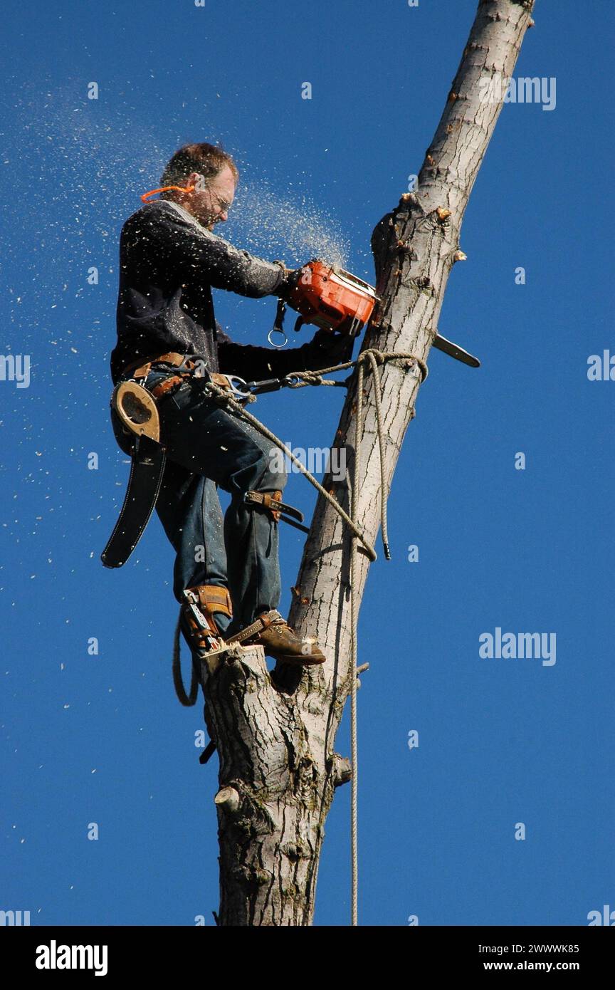 man with chainsaw topping tree Stock Photo - Alamy