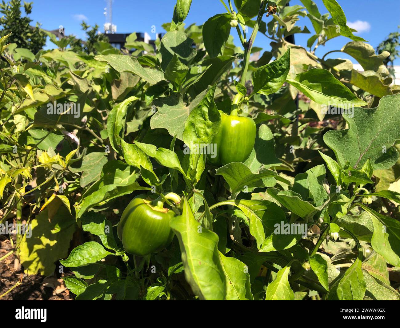 Fresh peppers growing on lush green plants under a blue sky, with ...
