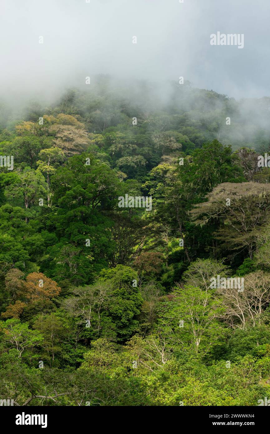 Cloudy Rainforest in the Chiriqui highlands, Chiriqui, Panama, Central ...