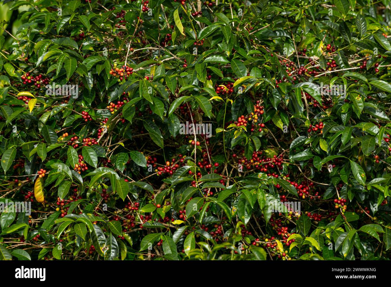 Coffee Beans, Coffee cherry beans on tree Stock Photo - Alamy