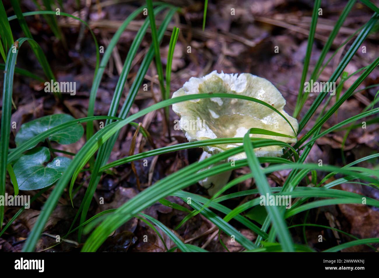 A mushroom Russula virescens is a basidiomycete mushroom of the genus ...