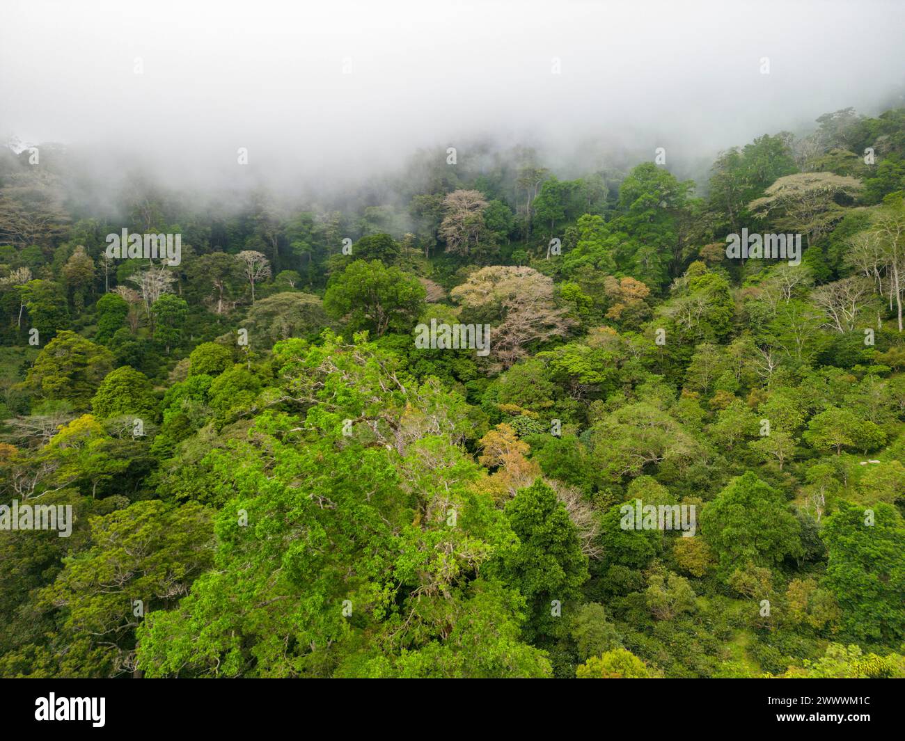 Cloudy Rainforest in the Chiriqui highlands, Chiriqui, Panama, Central ...