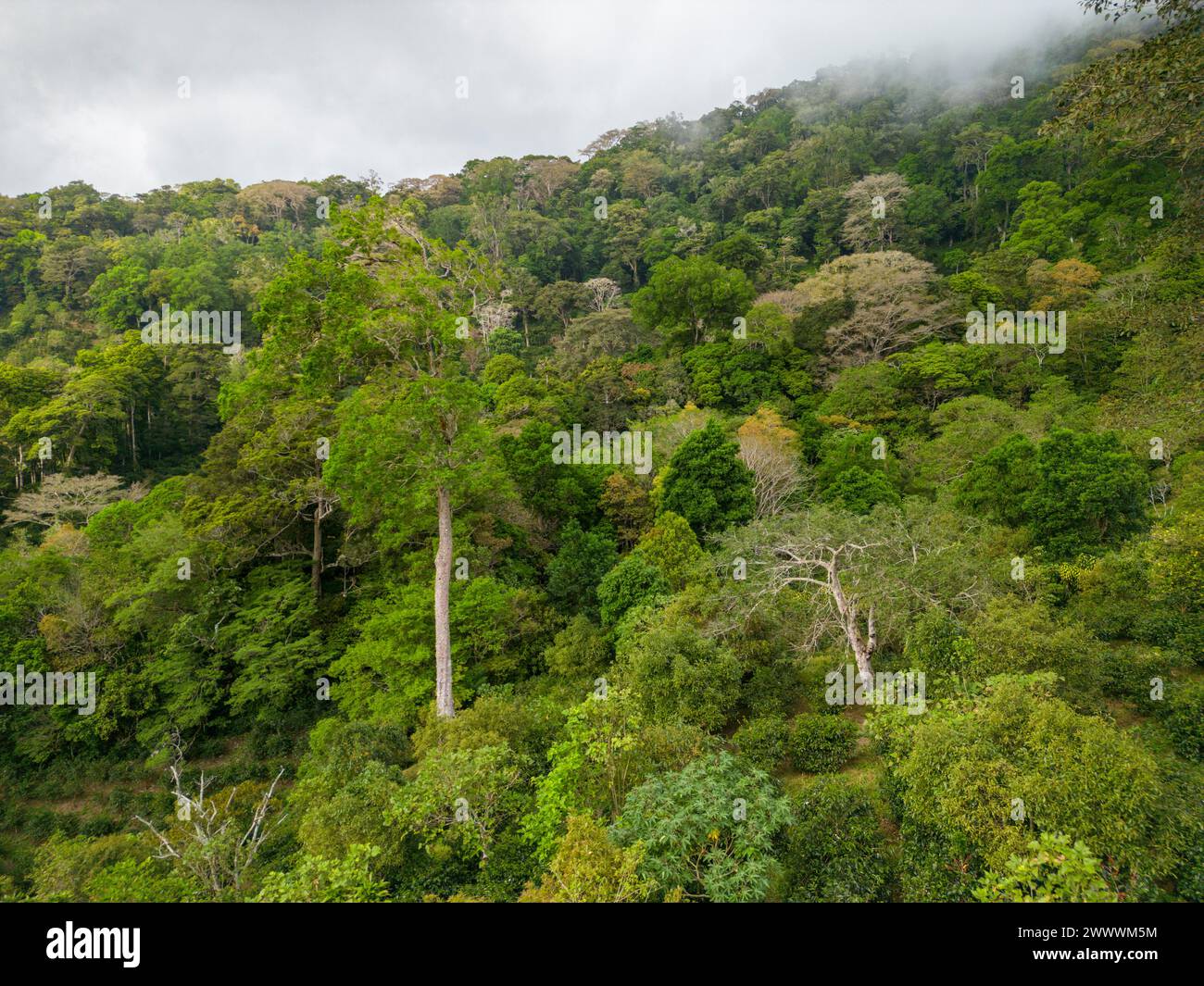 Cloudy Rainforest in the Chiriqui highlands, Chiriqui, Panama, Central ...
