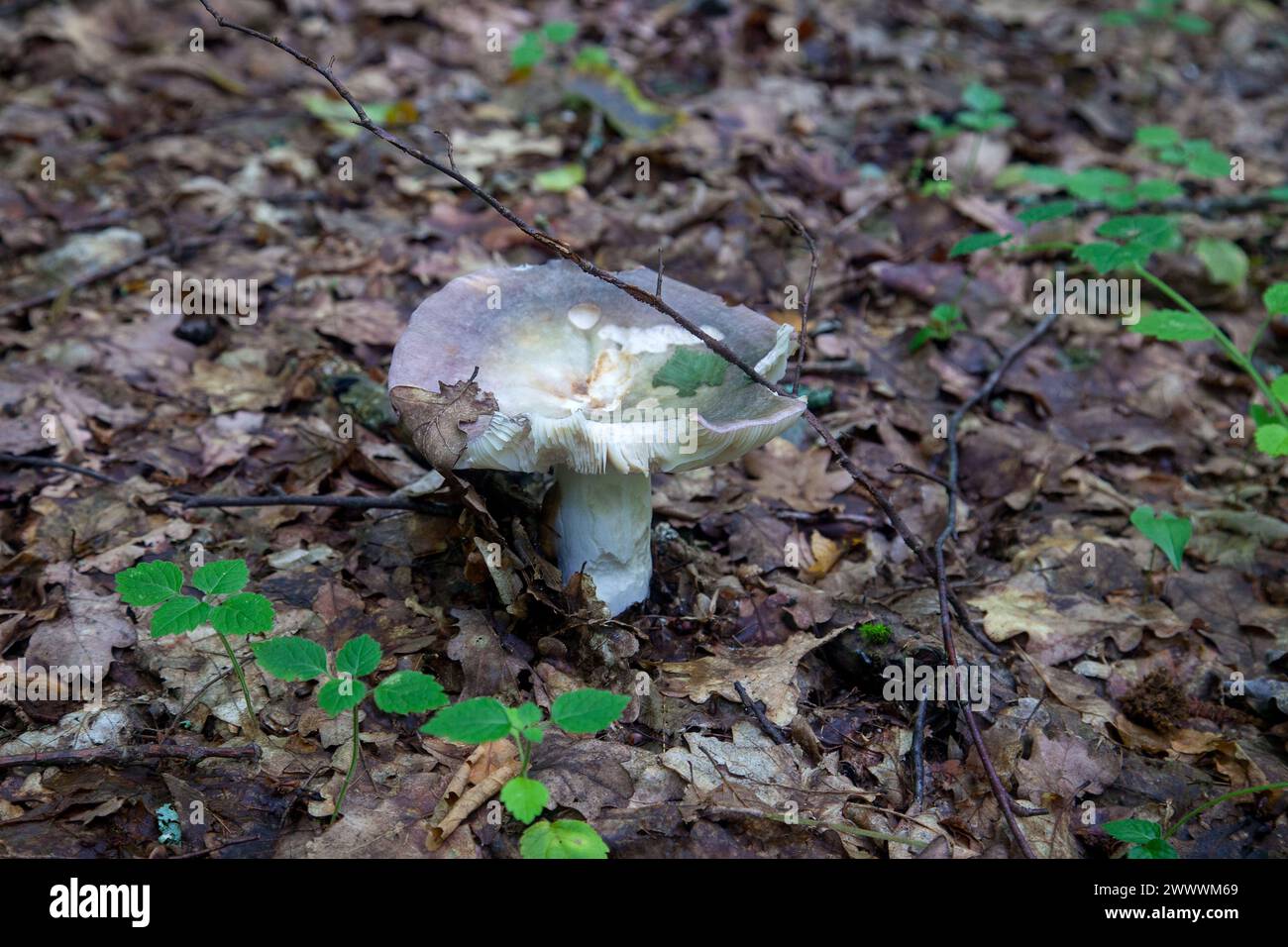 A mushroom Russula virescens is a basidiomycete mushroom of the genus ...