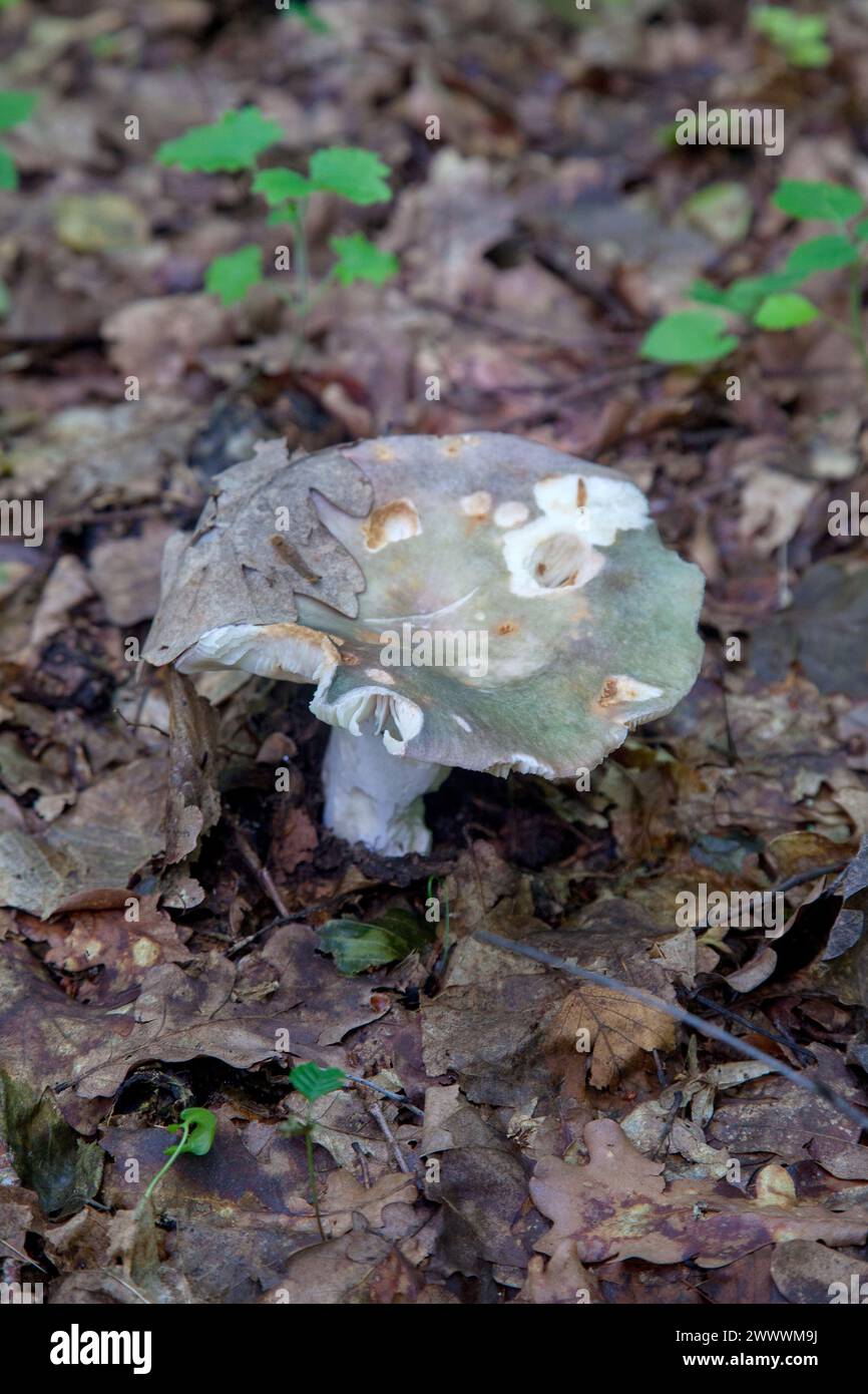 A mushroom Russula virescens is a basidiomycete mushroom of the genus ...