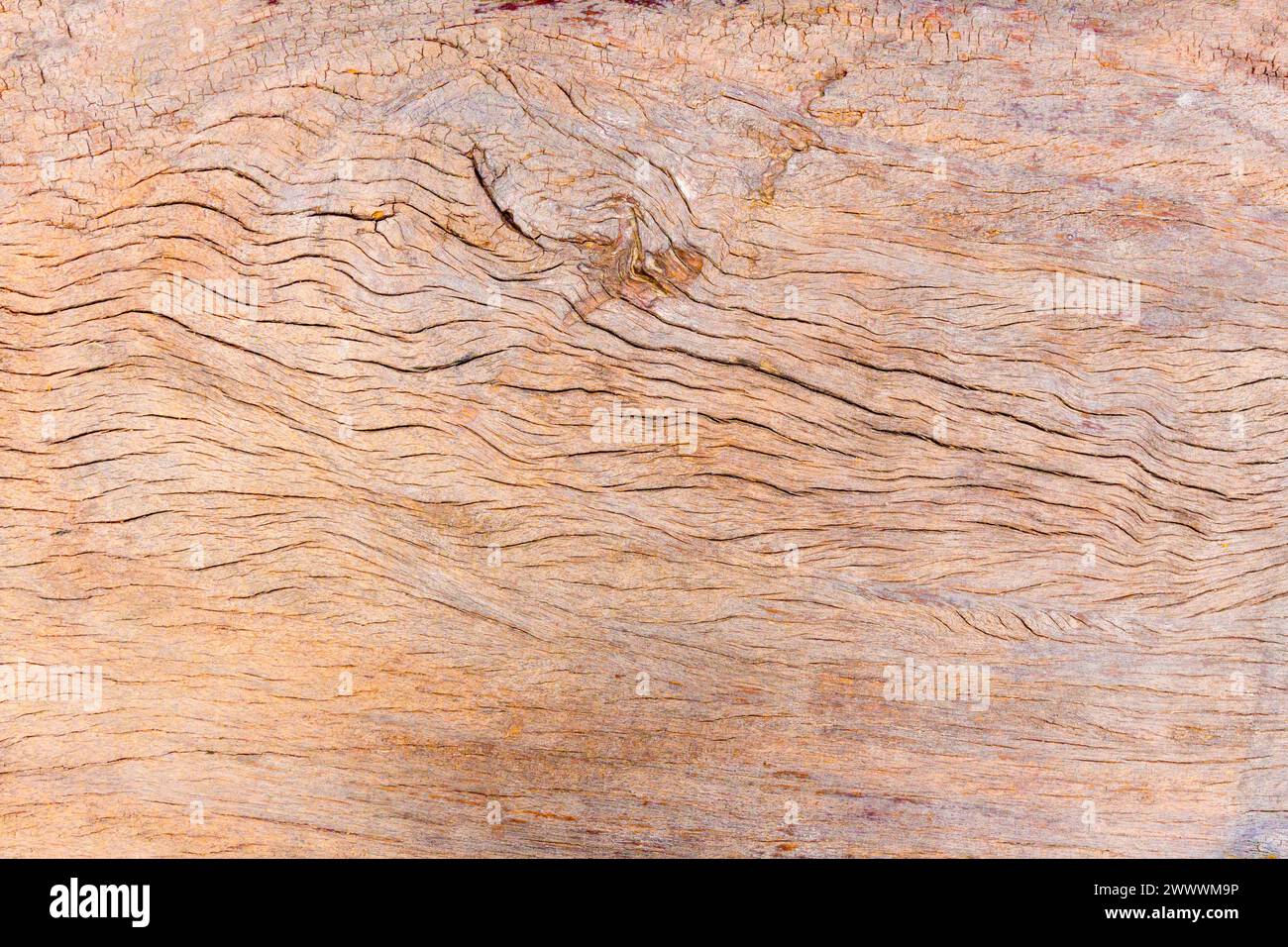Rough natural wooden board. Scratches, cracks and knots are strongly ...