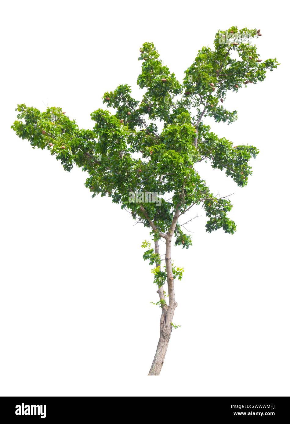 Trees isolated on white background, tropical trees isolated used for design, Save clipping path ...