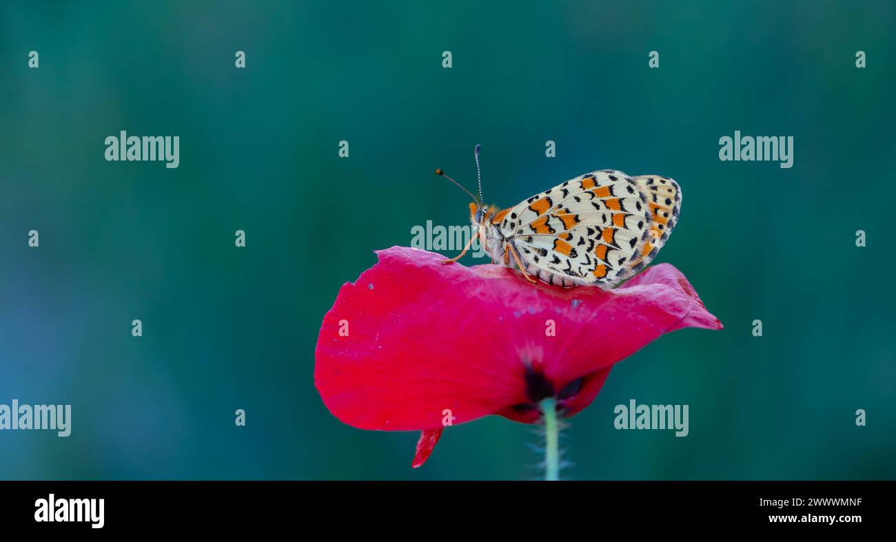 Beautiful iparhan butterfly ; Melitaea trivia ( Syriaca Stock Photo - Alamy