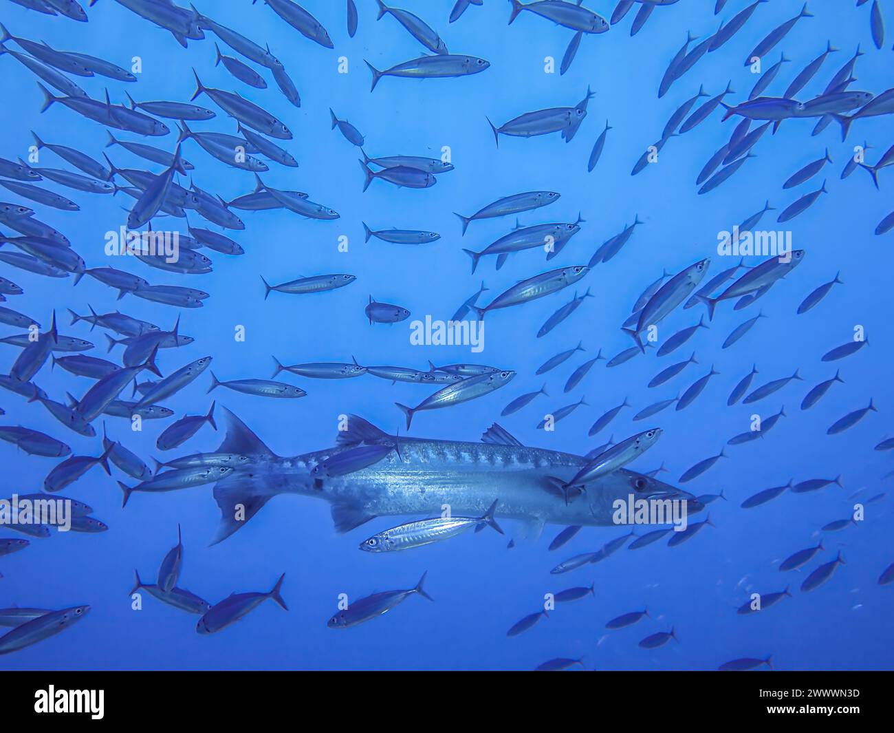 Großer barrakuda hi-res stock photography and images - Alamy