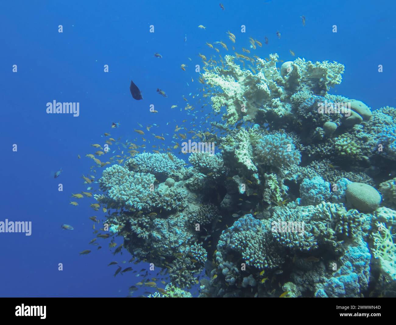 Korallen unterwasser unterwasser riff fisch hi-res stock photography ...