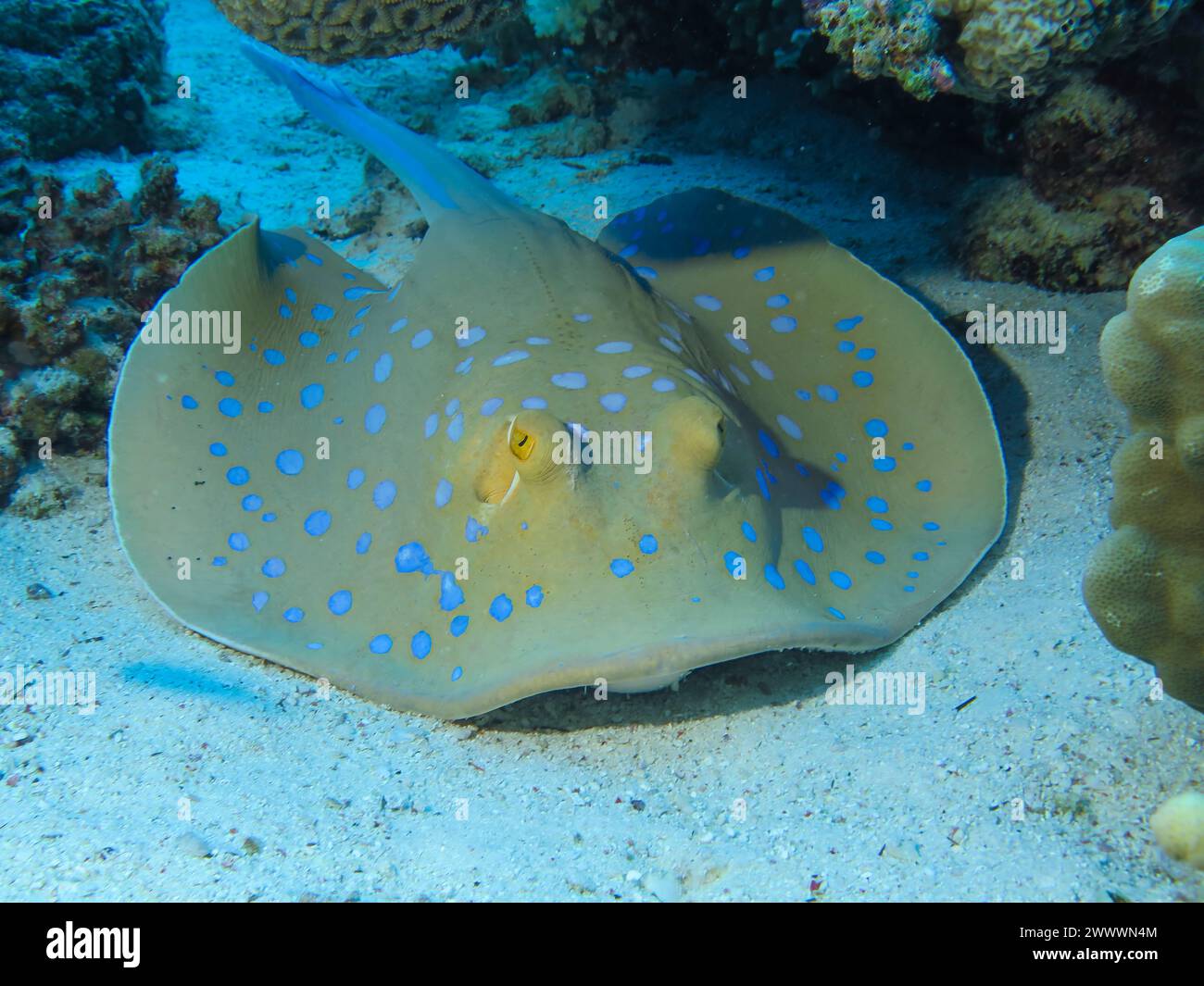 Blaupunkt-Stechrochen (Taeniura lymma), Unterwasser-Foto, Tauchplatz ...