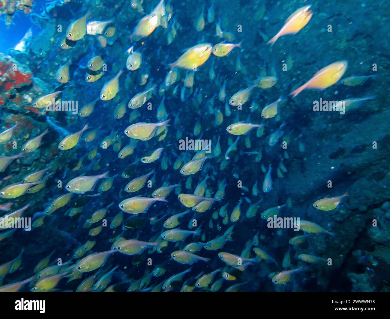 Schwarm Fische im Wrack der Carnatic, Rotes Meer, Ägypten Stock Photo ...