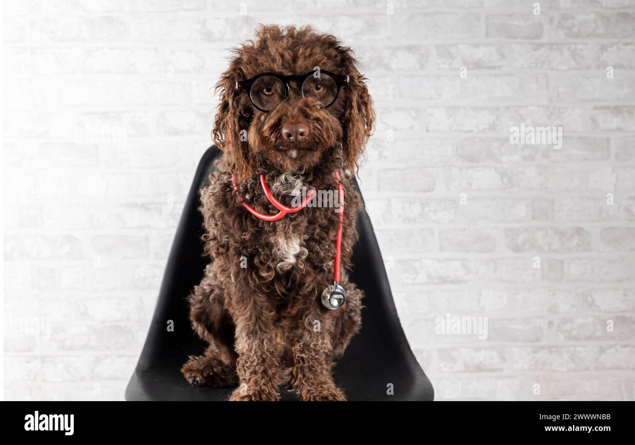 A seated dog with a leash on a chair Stock Photo - Alamy