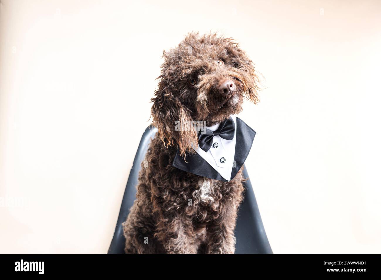 Vampire costume hi-res stock photography and images - Alamy