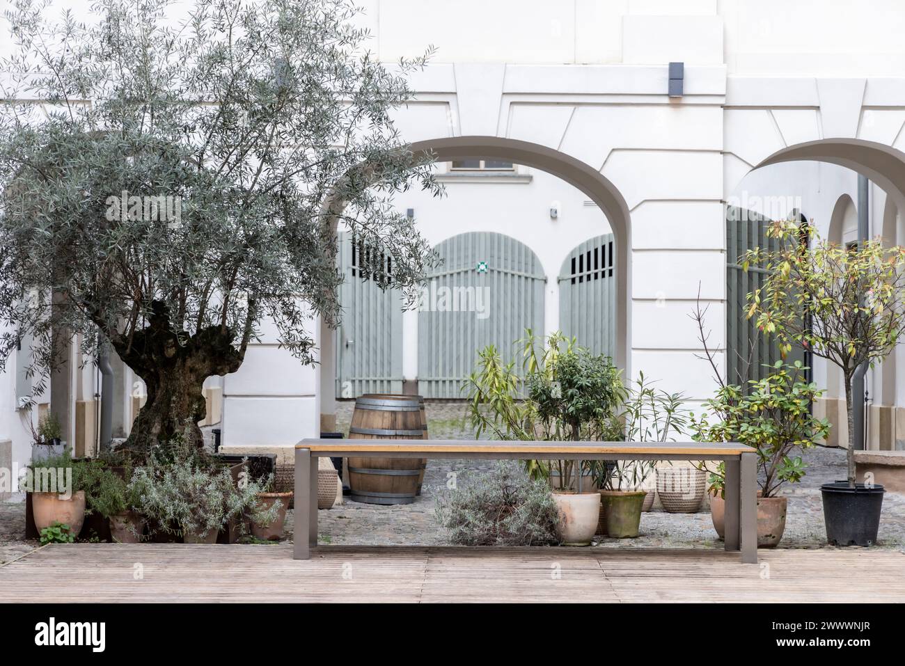 Tree in the courtyard hi-res stock photography and images - Alamy