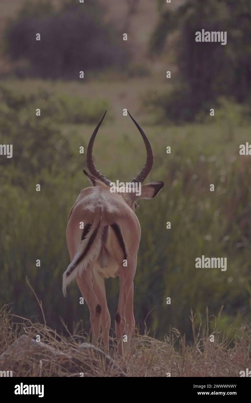 Impala aepyceros melampus tail hi-res stock photography and images - Alamy