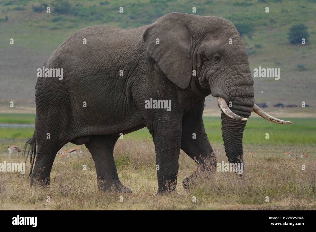 Bull Elephant Walking in Ngorongoro Crater Stock Photo - Alamy