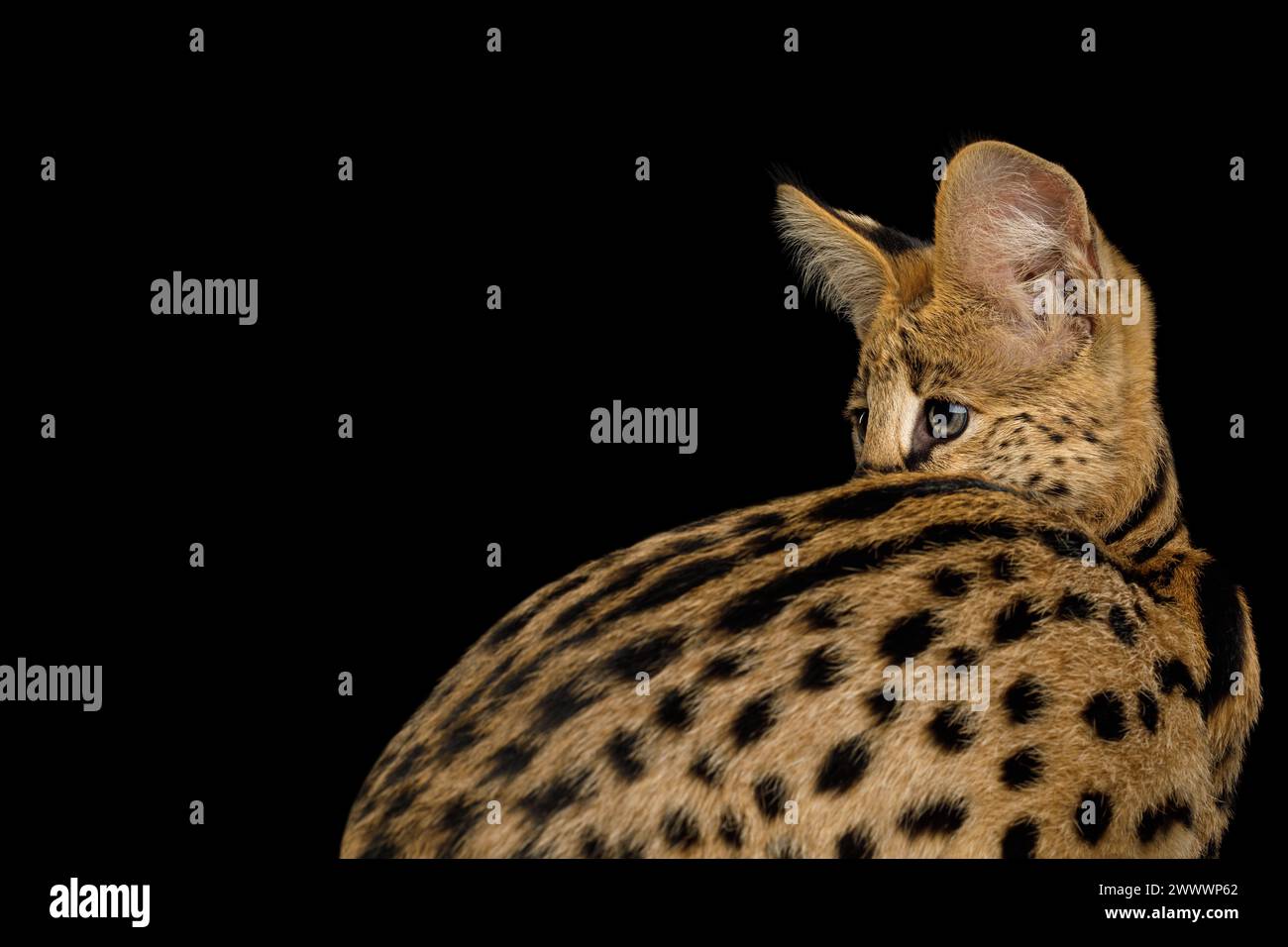 Closeup serval cat with spotted fur, looking back isolated on black ...