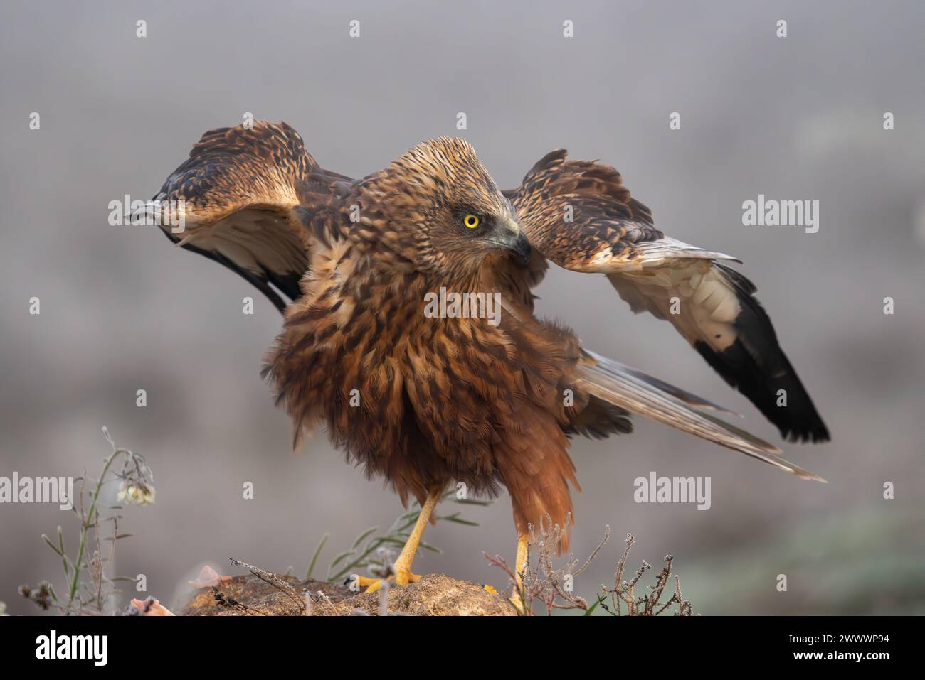 Beautiful portrait of a marsh harrier looking for food on a day of ...