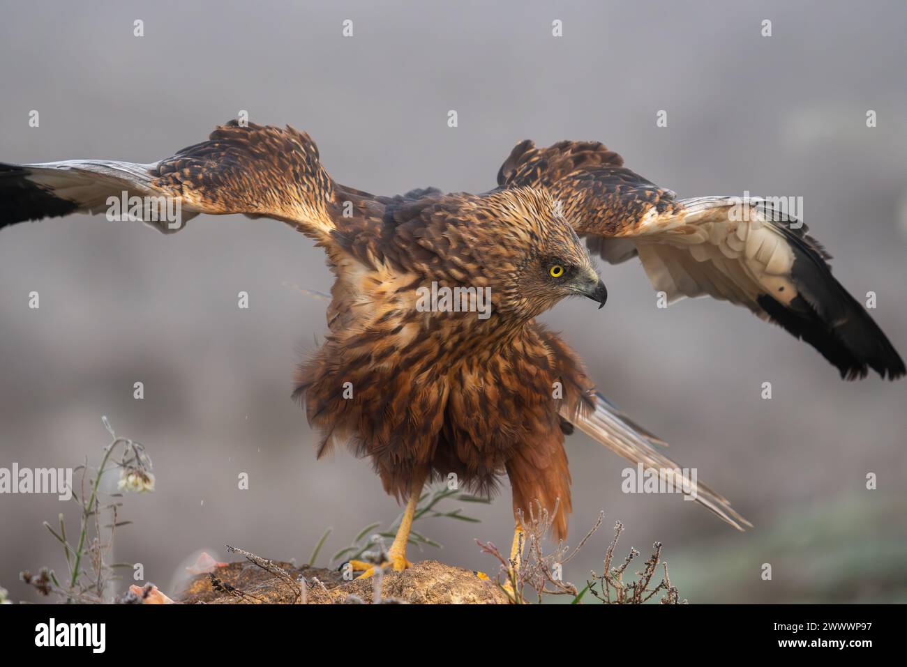 Beautiful portrait of a marsh harrier looking for food on a day of ...