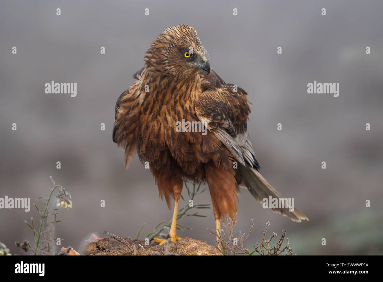 Beautiful portrait of a marsh harrier looking for food on a day of ...