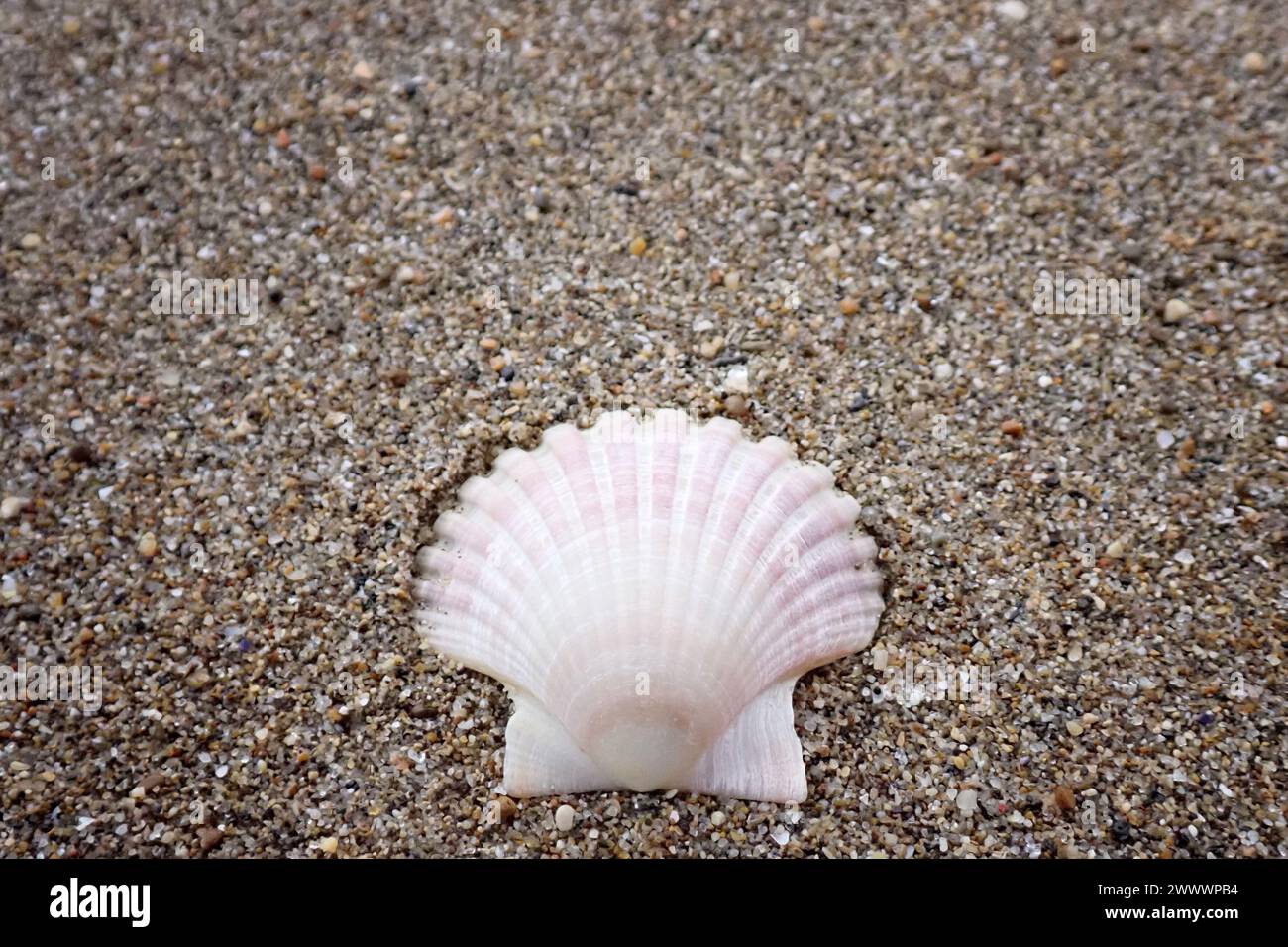 Pecten jacobaeus hi-res stock photography and images - Alamy