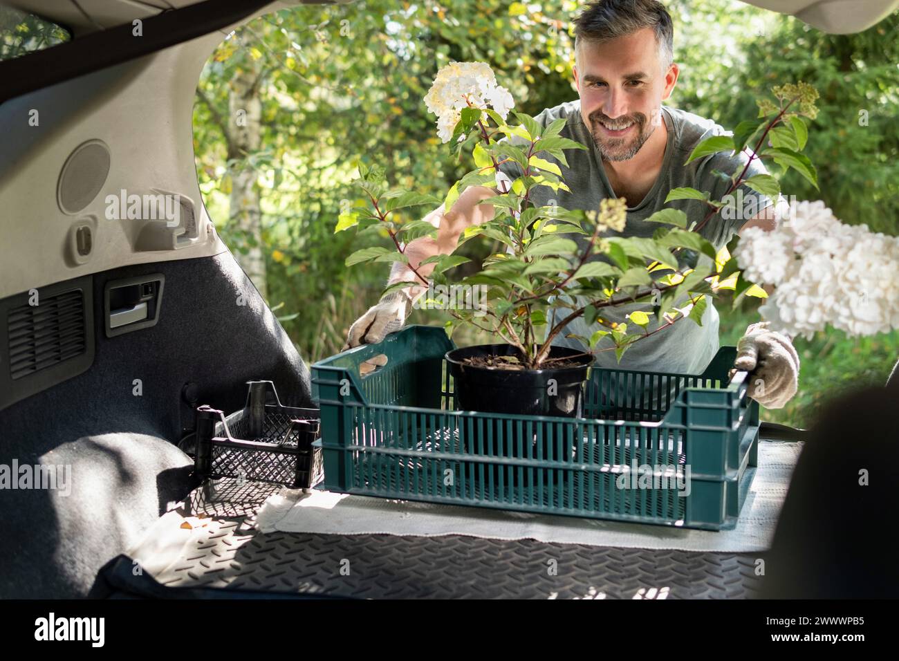 Happy man loading flowering plants into car trunk, showcasing gardening ...
